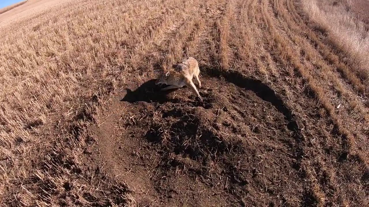 2020 Coyote Trapping, Part 4 - YouTube