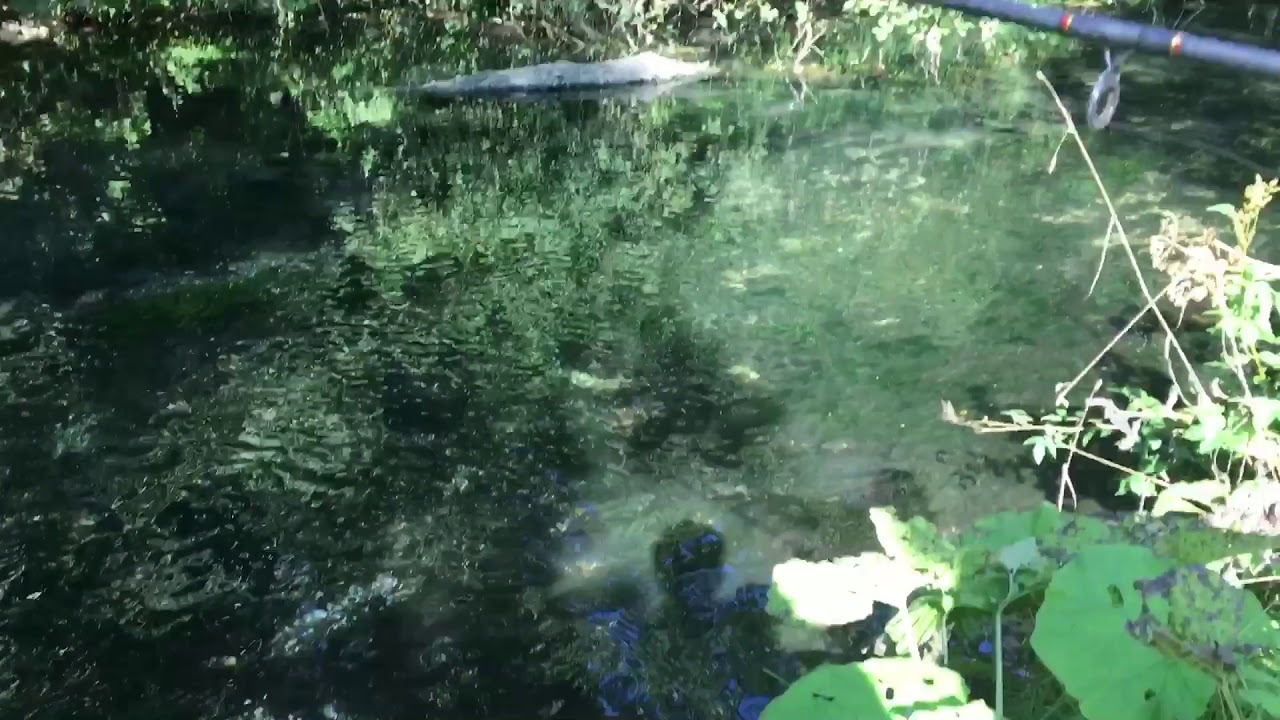 River loddon trout fishing - YouTube