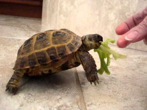 Russian Tortoise Eating - YouTube