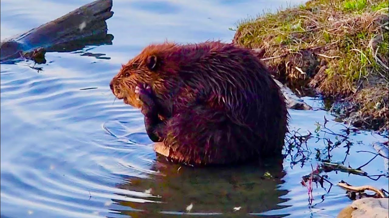 A Young Beaver Grooming its Fur - YouTube