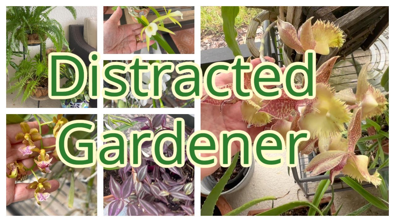 Distracted Gardener: Propagating More Plants - YouTube