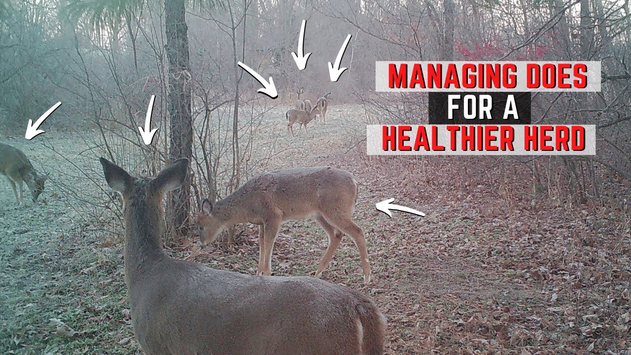 Doe Management - Should You Harvest Does? - YouTube