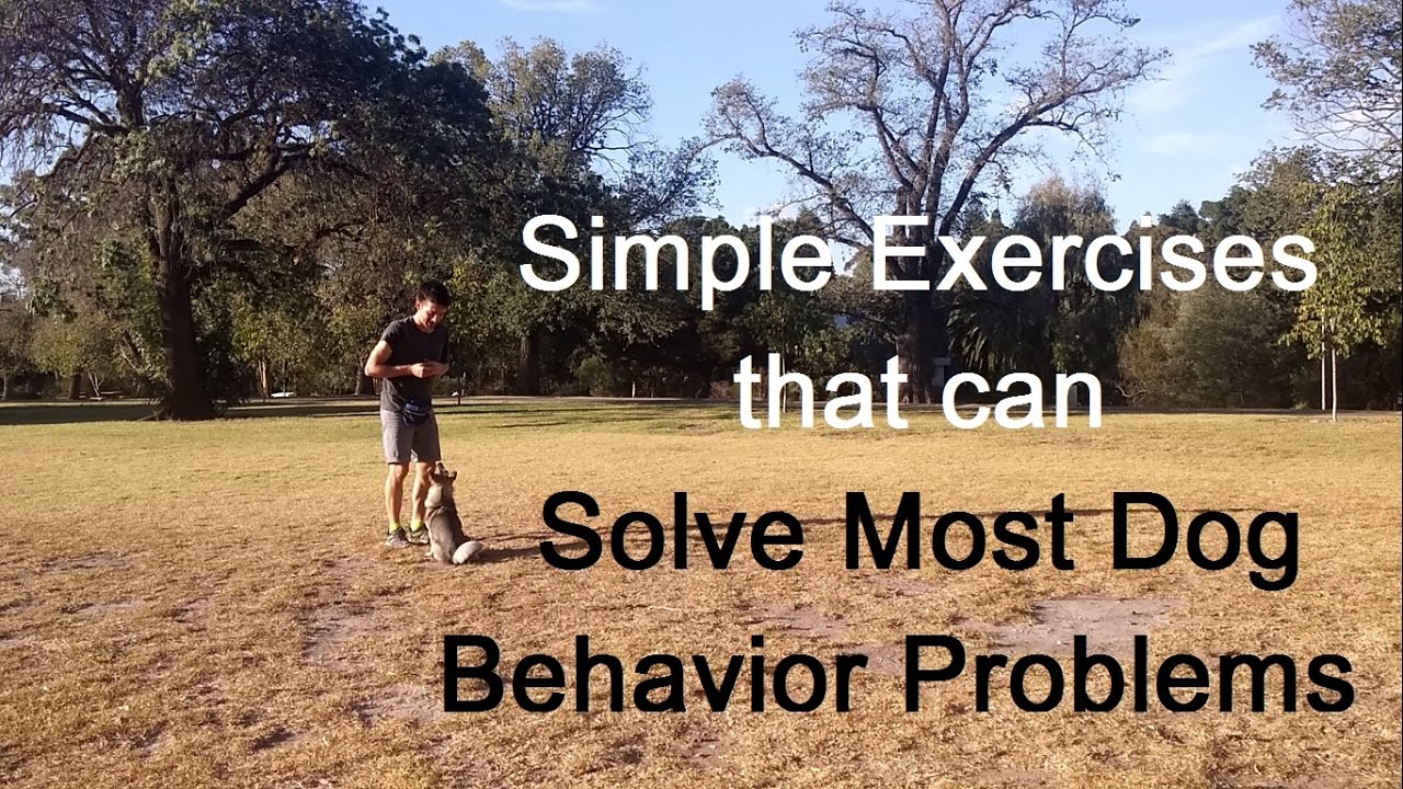 Simple Exercises that can Solve Most Dog Behavior Problems - YouTube
