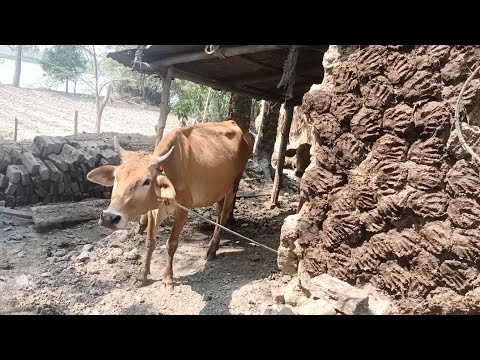 #viralvideo #gram #cow #youtube #youtuber Subscribe my channel 🙏 like ...