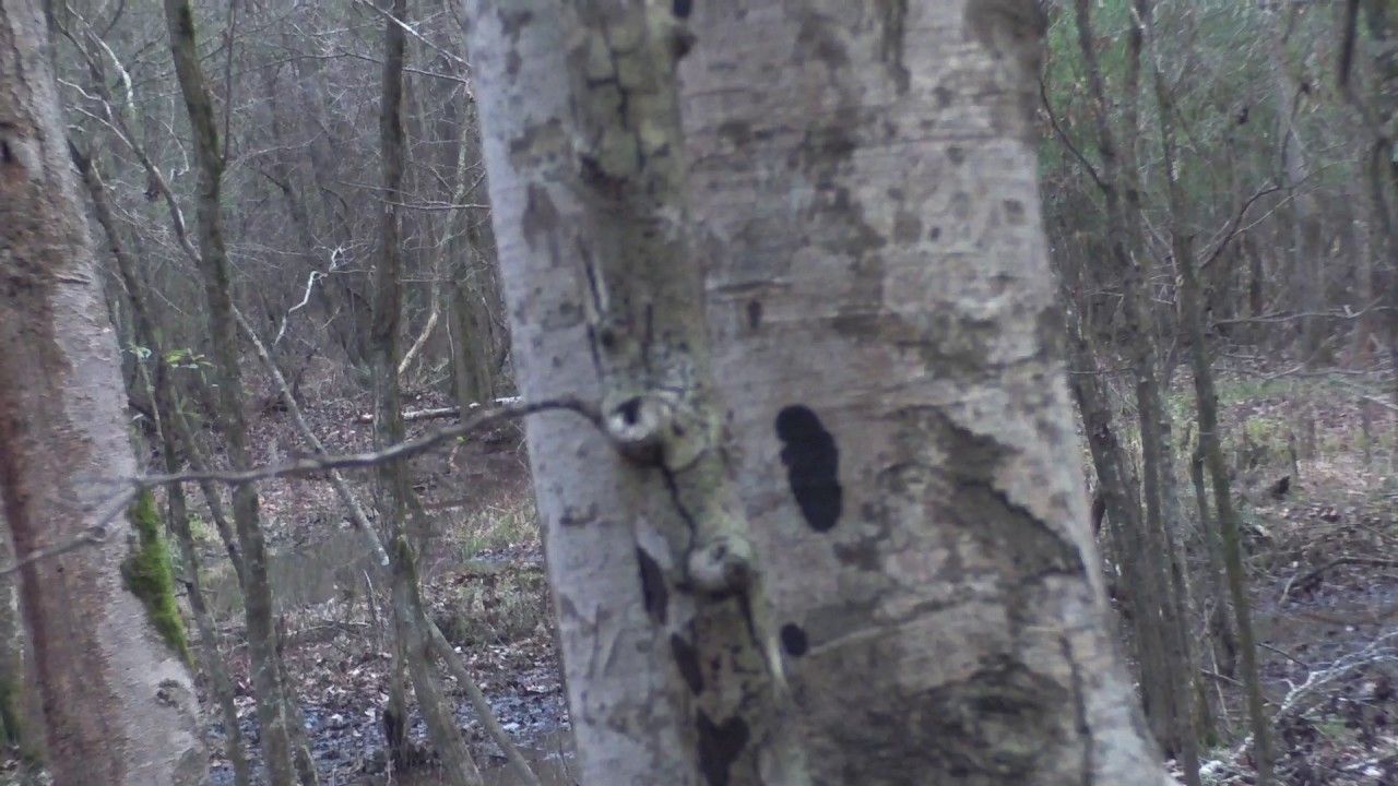 Running fox with bluetick dog - YouTube
