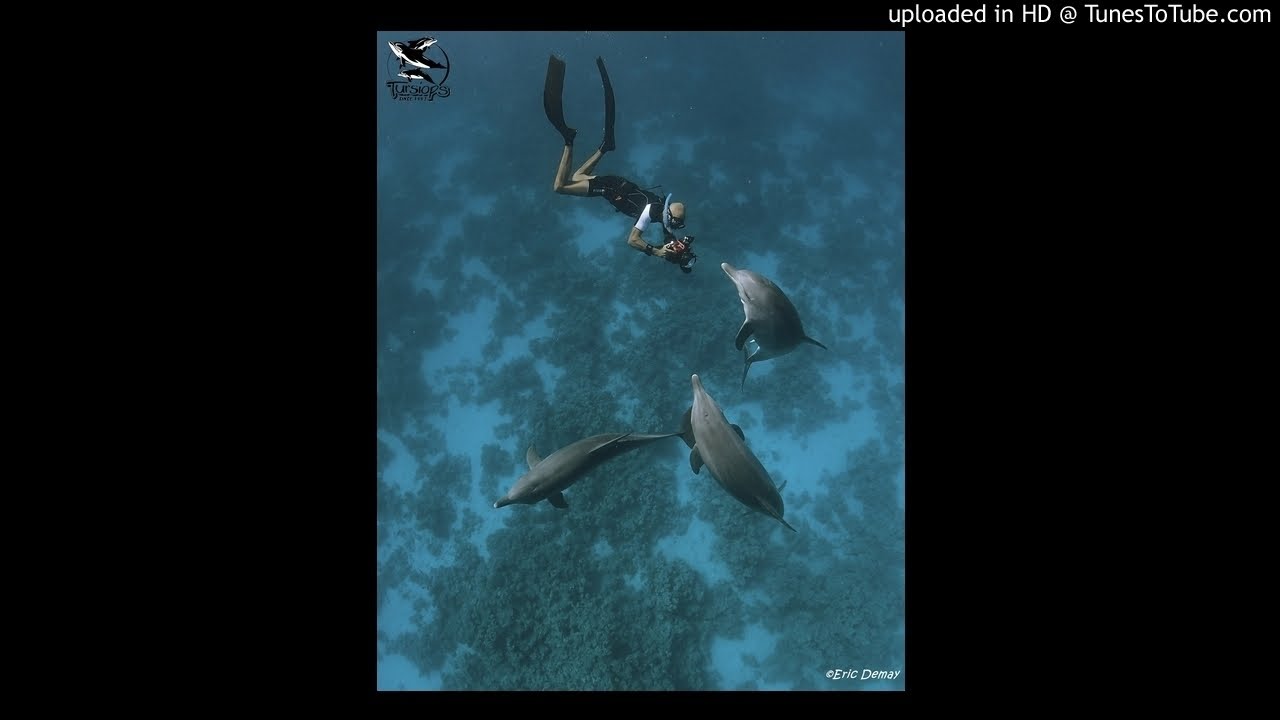 Eric DEMAY, pour une rencontre respectueuse avec les dauphins... - YouTube