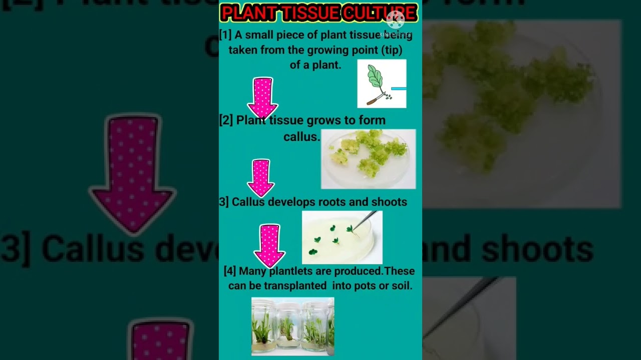 how to remember plant tissue culture | flow chart| shorts - YouTube