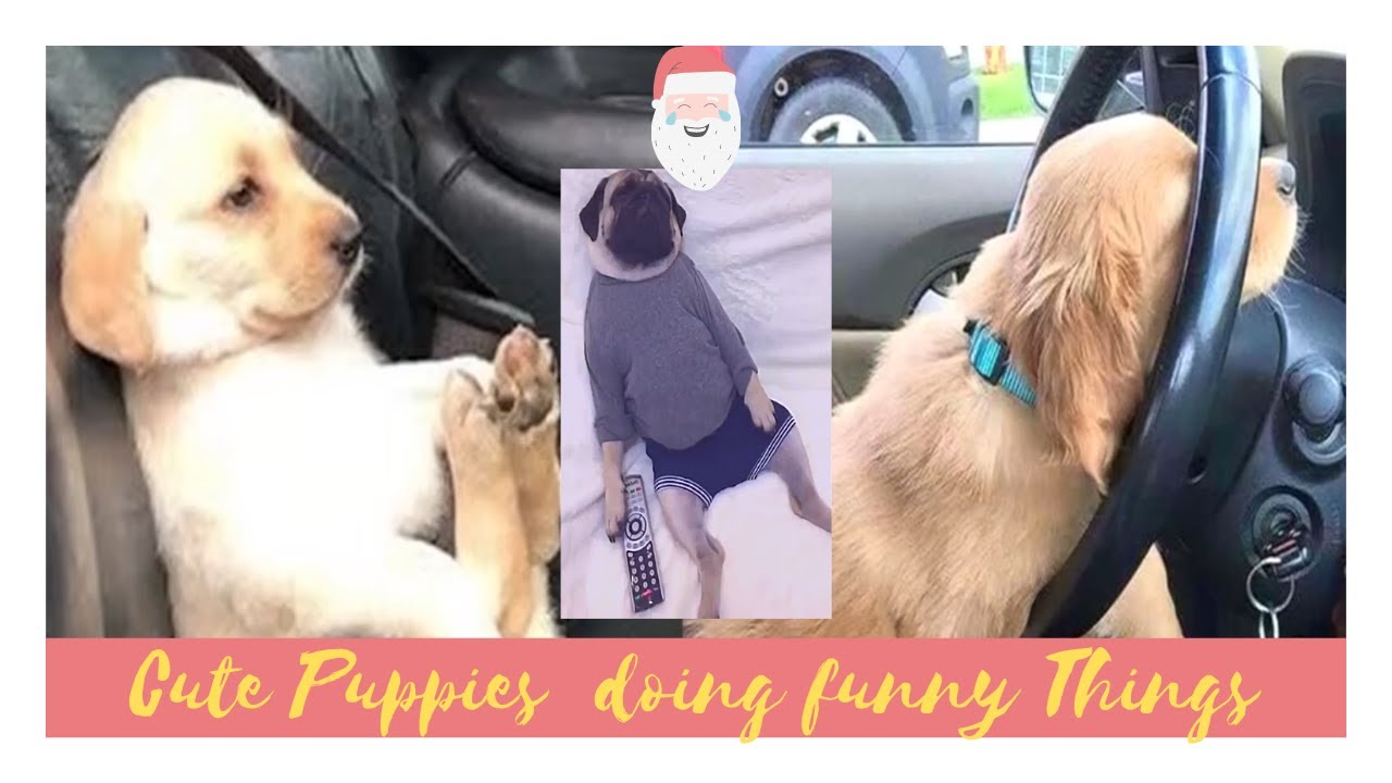 ♥Cute Puppies Doing Funny Things♥ Cutest Dogs Video Compilation 2020 ...
