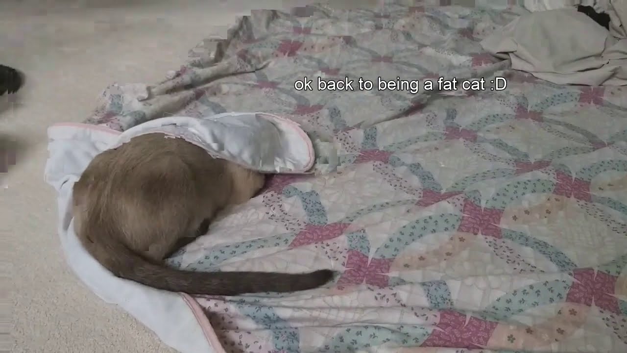 cat goes whoosh 🐈 - YouTube