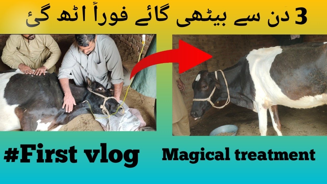 Treatment of downer cow syndrome|Hypothermia|calcium deficiency in cow ...