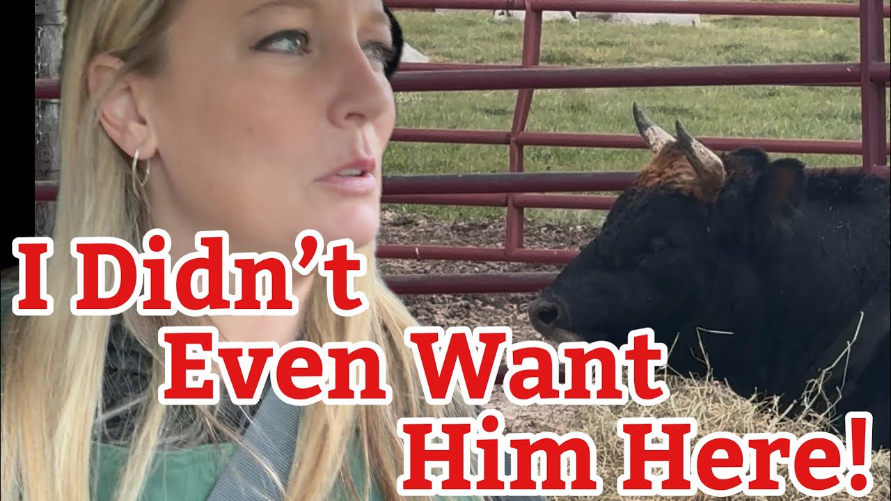 I Met a Bull Named Chuck and He Made Me Cry - YouTube