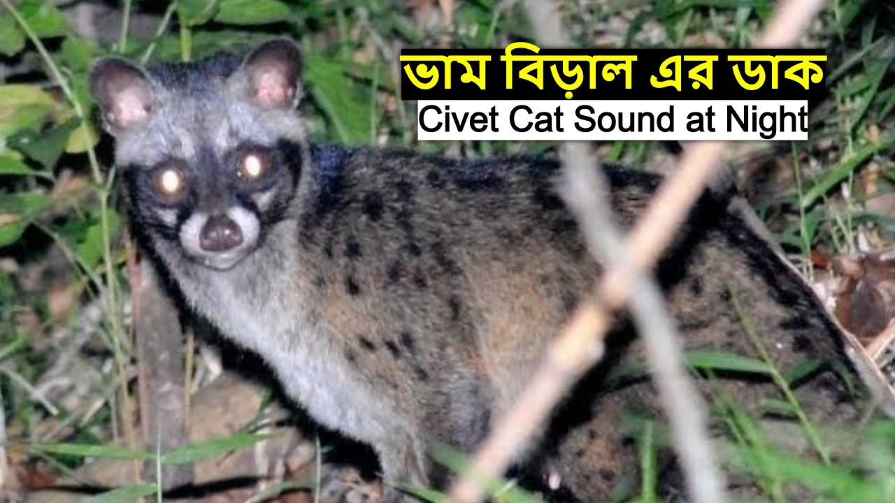 ভামের ডাক | Bham Biraler Dak | Civet Cat Sound at Night | Palm Civet ...