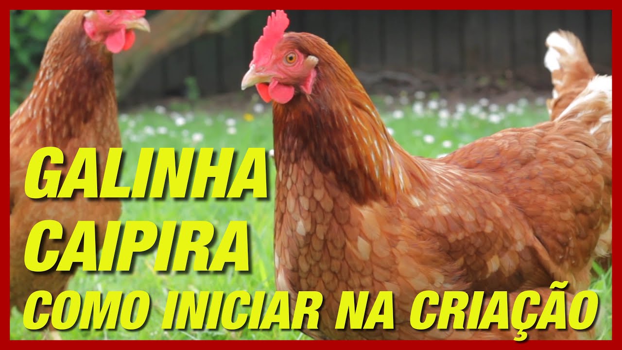 COMO CRIAR GALINHA CAIPIRA: PASSO A PASSO PARA INICIAR SUA CRIAÇÃO COM ...