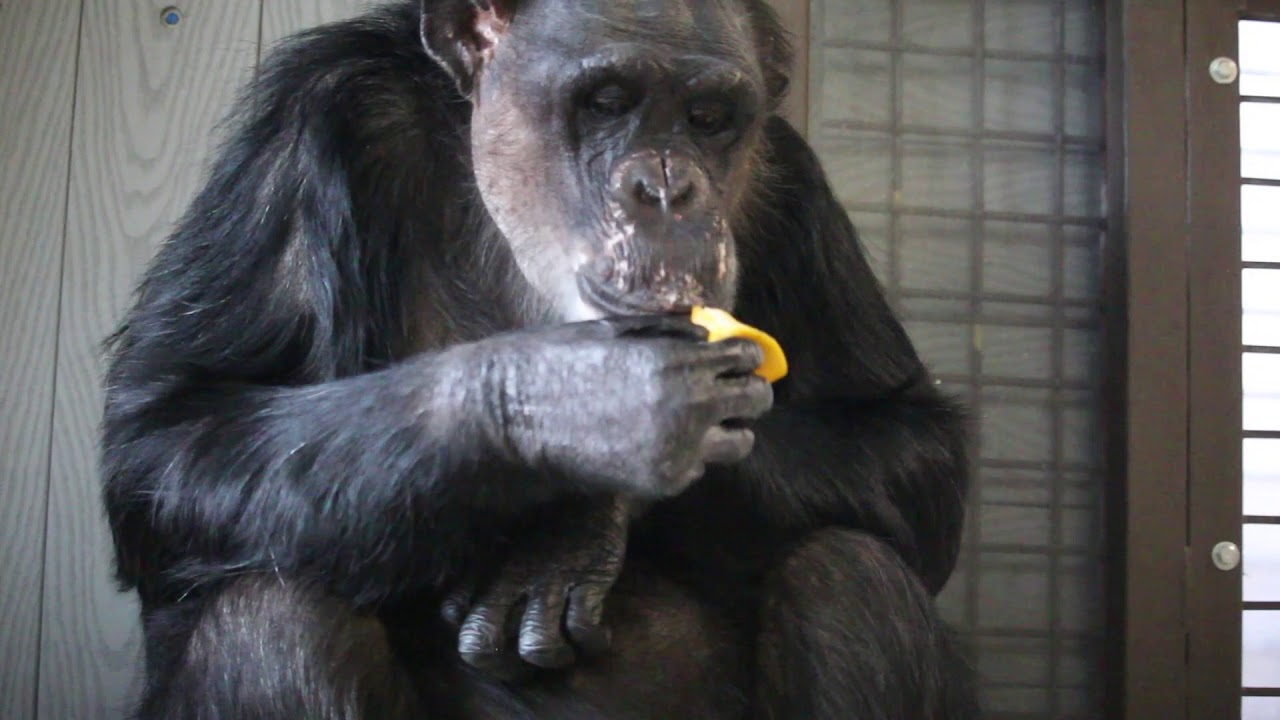 Negra chimpanzee eats an orange - YouTube