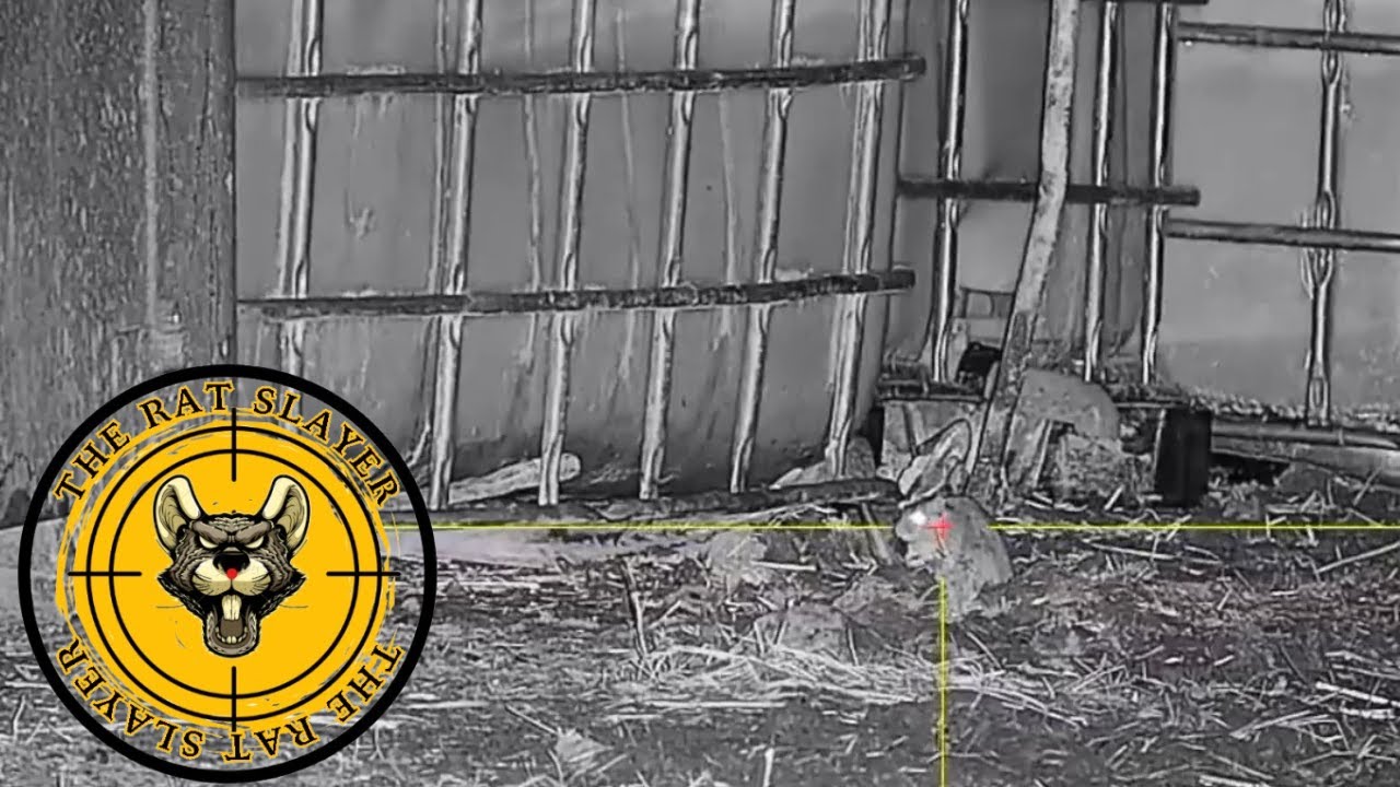 Epic Ratting Adventure: The Ultimate Guide to Rat Kill & Shooting in ...