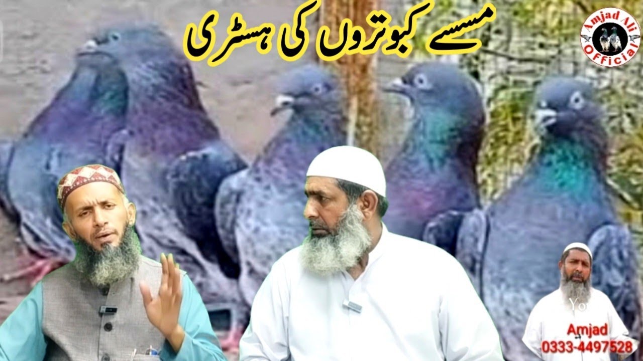 Pure Messy kabootar || Pure missy pigeon || Missay breed mistry wale ...