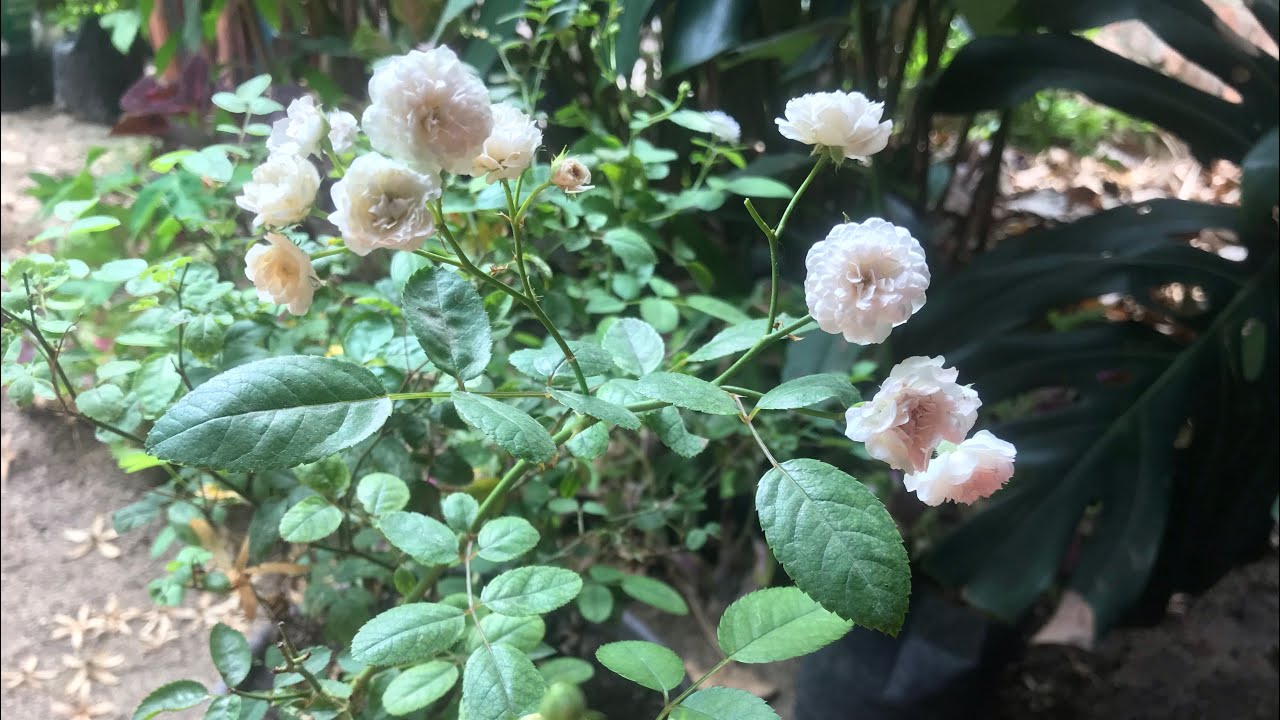 Rosas miniatura y sus cuidados - YouTube