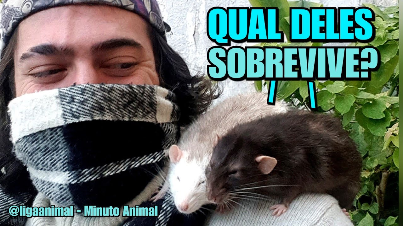 Qual destes ratos morre primeiro na Natureza? #MinutoAnimal - YouTube