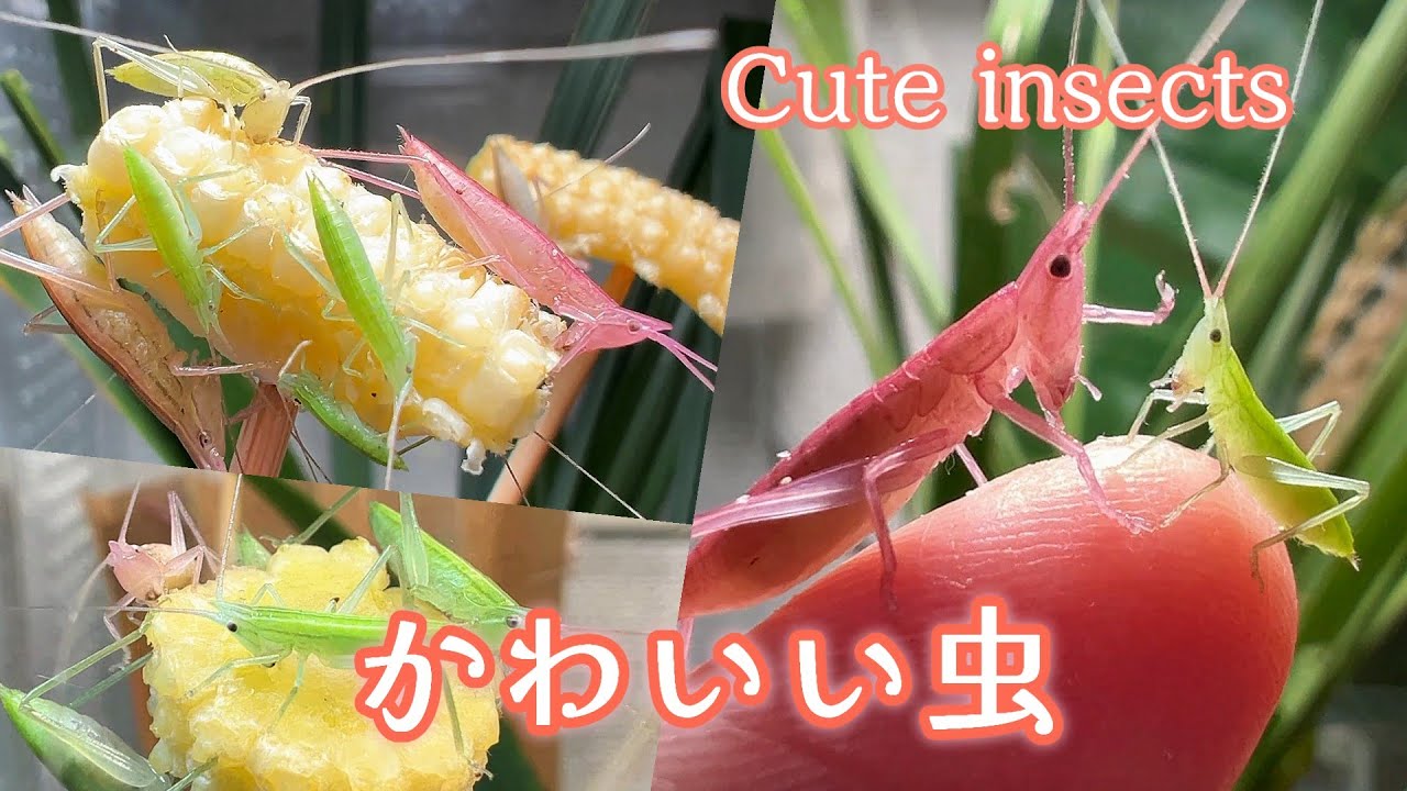 Feeding Colorful Katydids - Cute Baby Insects - YouTube