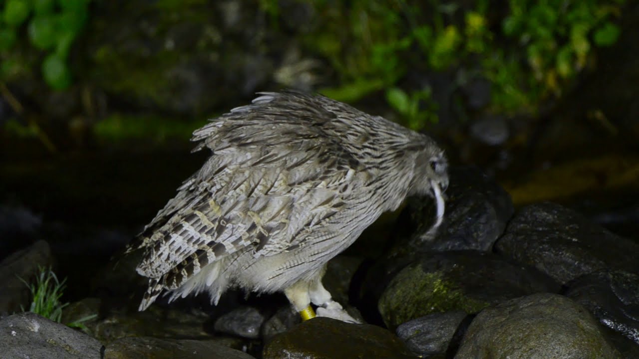 Blakiston's fish-owl - Catching fish - YouTube