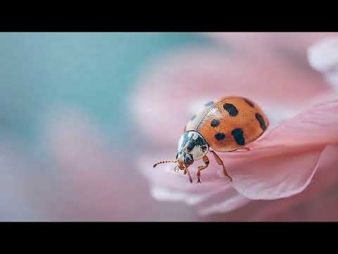 Şaban Ayı | Cuma Sohbetleri | Mahmud Es'ad Coşan