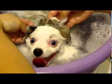 Sevimli Köpek Banyo Yaparken Komik anlar