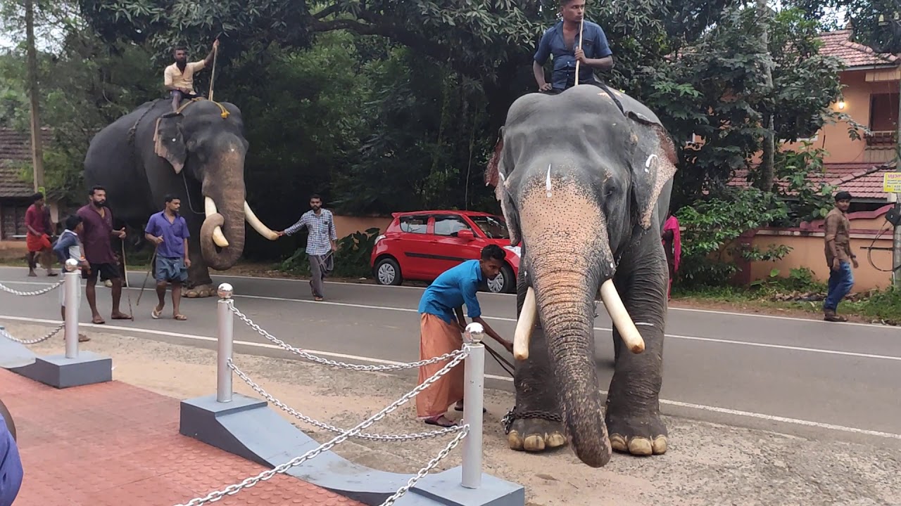 Pampady Rajan & pampady sundaran - YouTube