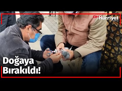 Ayağına İp Dolanan Güvercinin İmdadına Vatandaşlar Yetişti