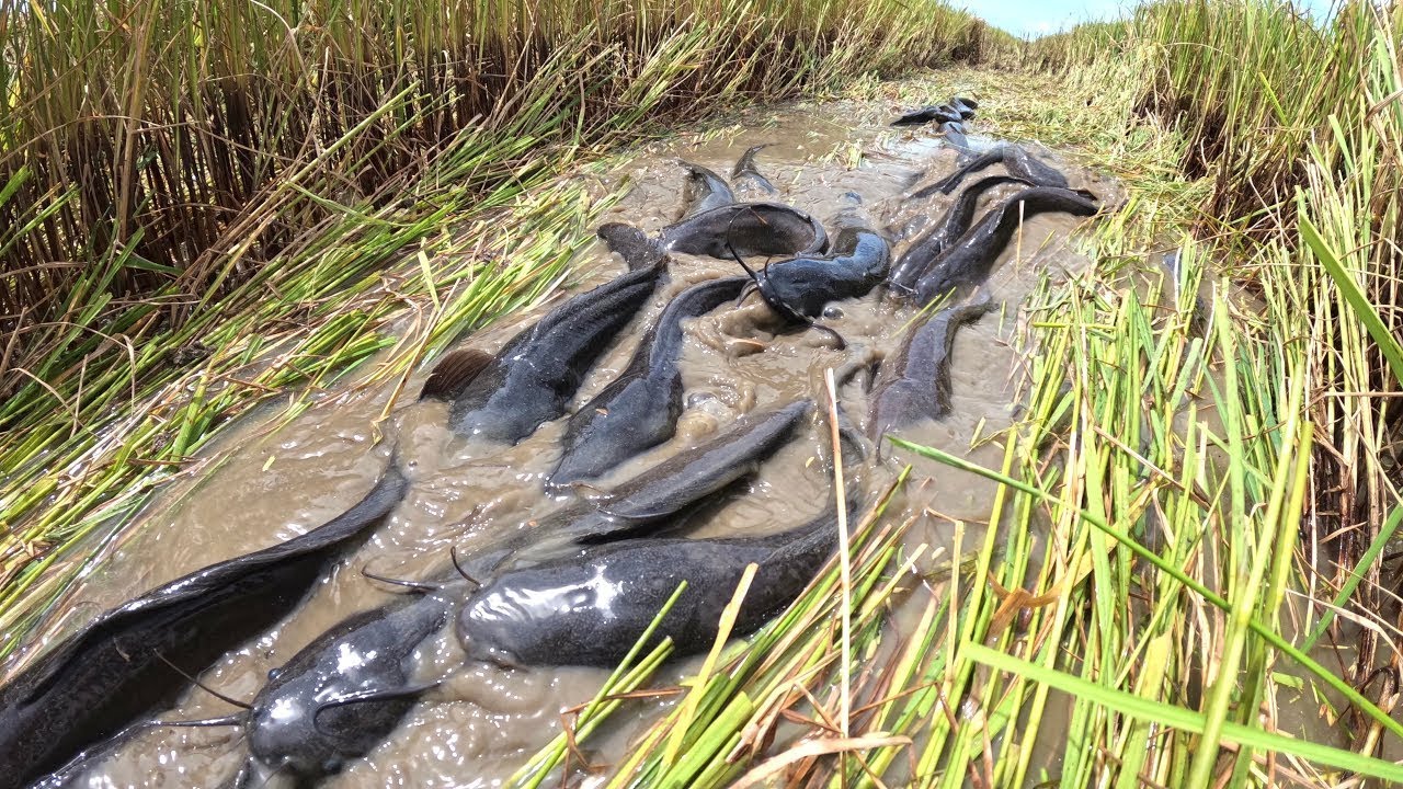 Amazing Fishing! Catch a lot of fish in mud when dry water catch by ...