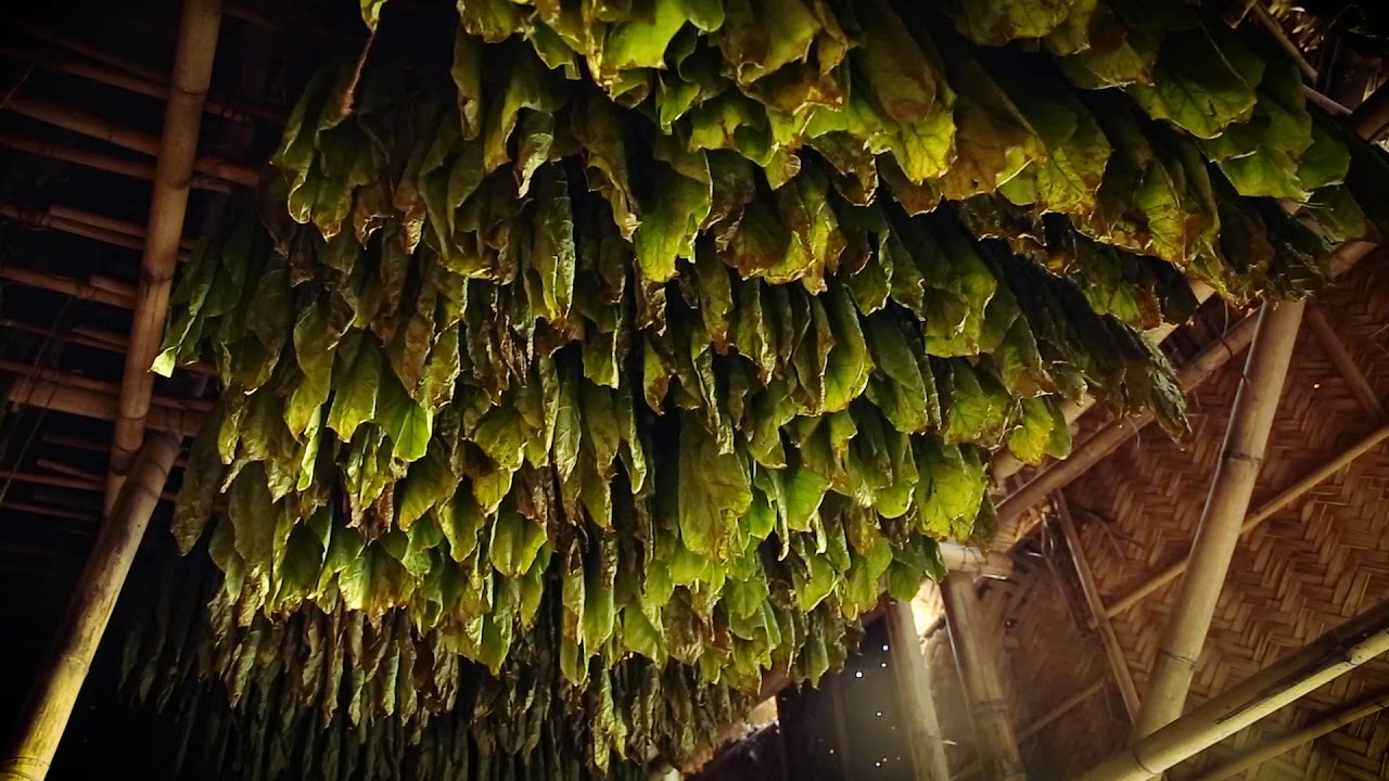 FROM SEED TO HANDMADE CIGAR: Curing & Fermentation - YouTube
