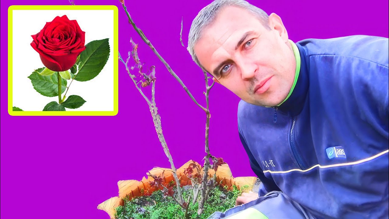 How to transplant a rose - YouTube