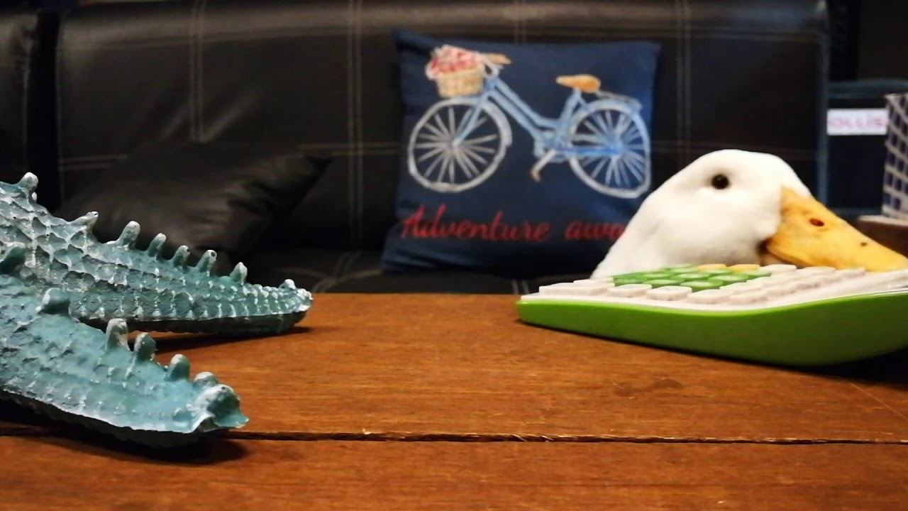 Bubbles the Accountant Peking Duck - YouTube