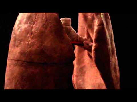 İzlenme Rekoru Kıran Sigara Bıraktırma Videosu