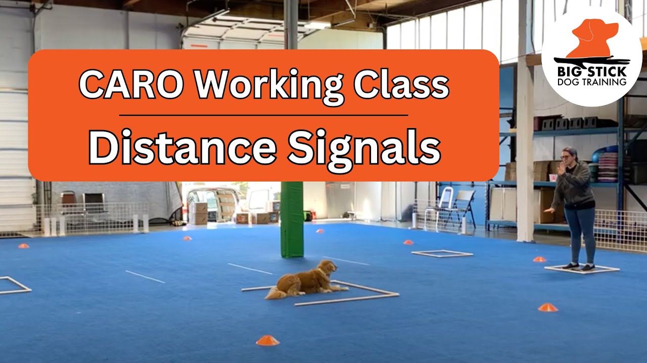 CARO Working - Distance Signals - YouTube