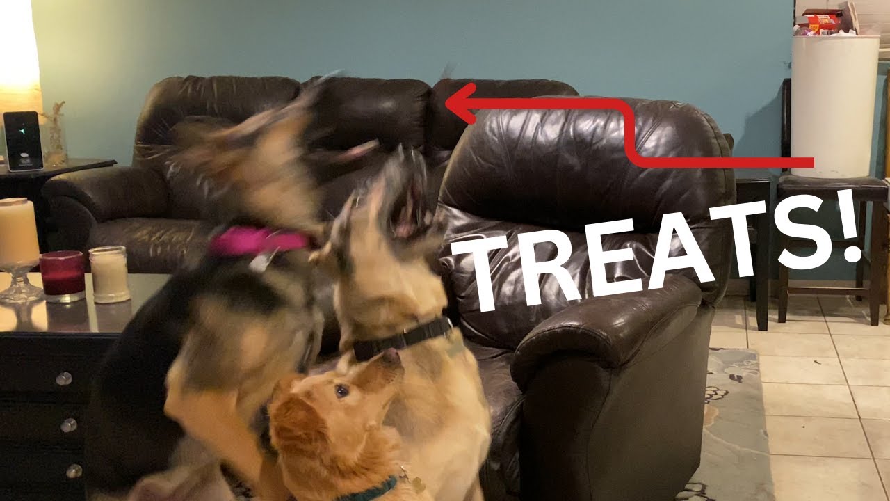 dogs catching treats in slow motion .. - YouTube