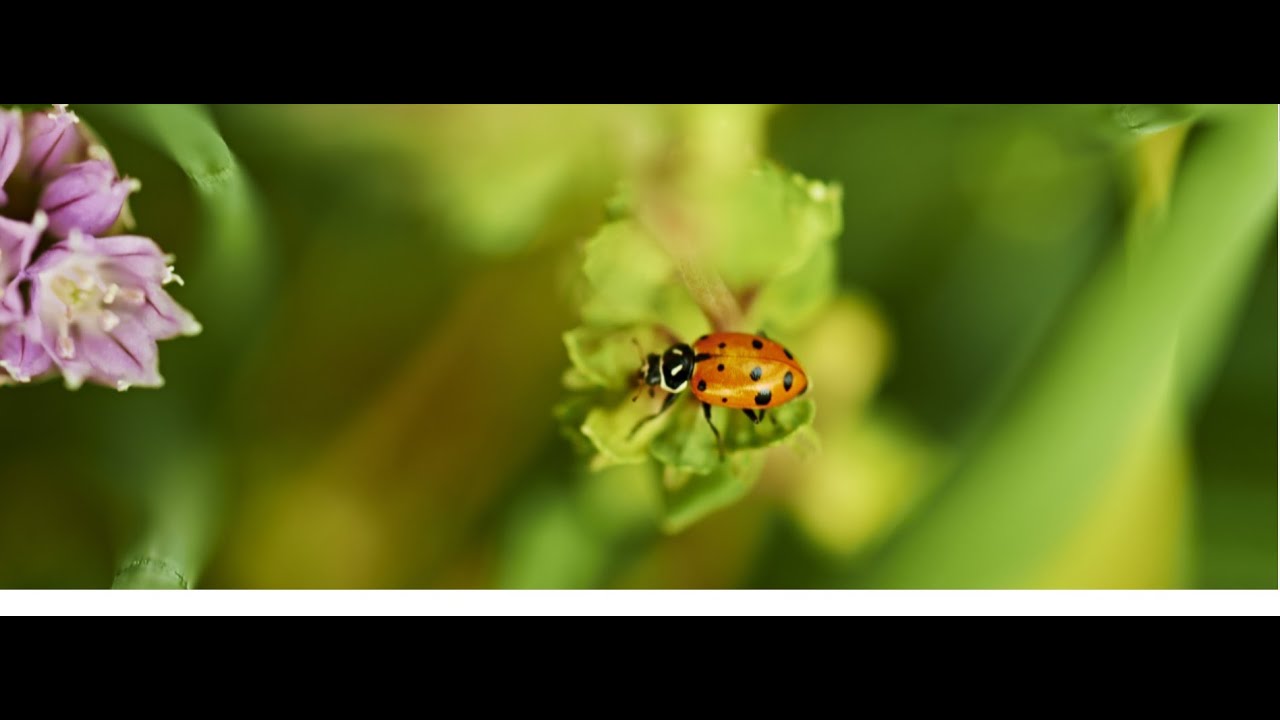 The Fascinating Life Cycles of Insects: Metamorphosis ( Change) and ...