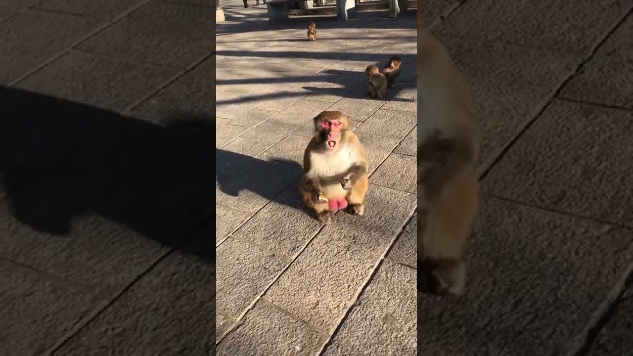 Wild monkey Compilation Cute monkeys moment video #1 - YouTube