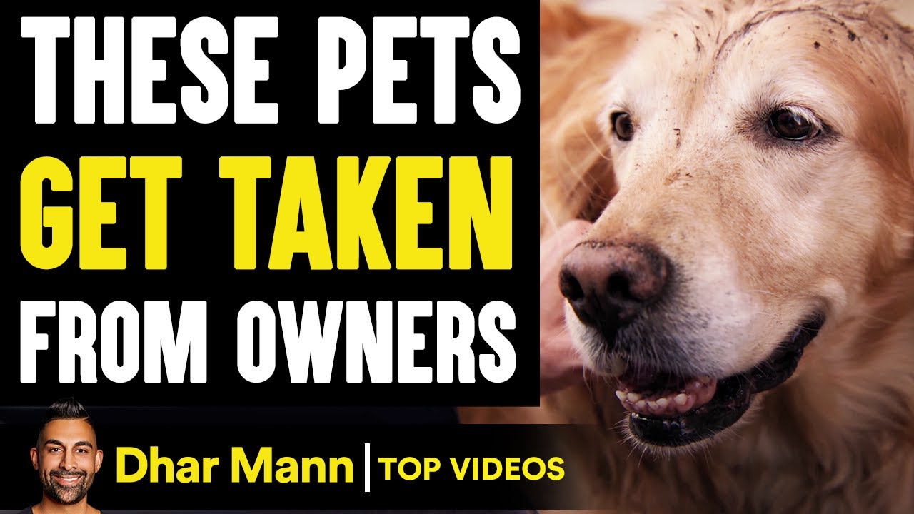 PETS Get TAKEN From Owners, What Happens Next Is Shocking | Dhar Mann ...