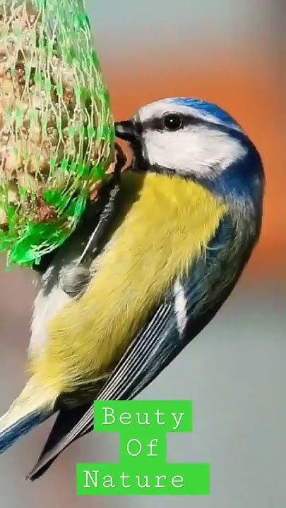 bird's information|| #shorts - YouTube