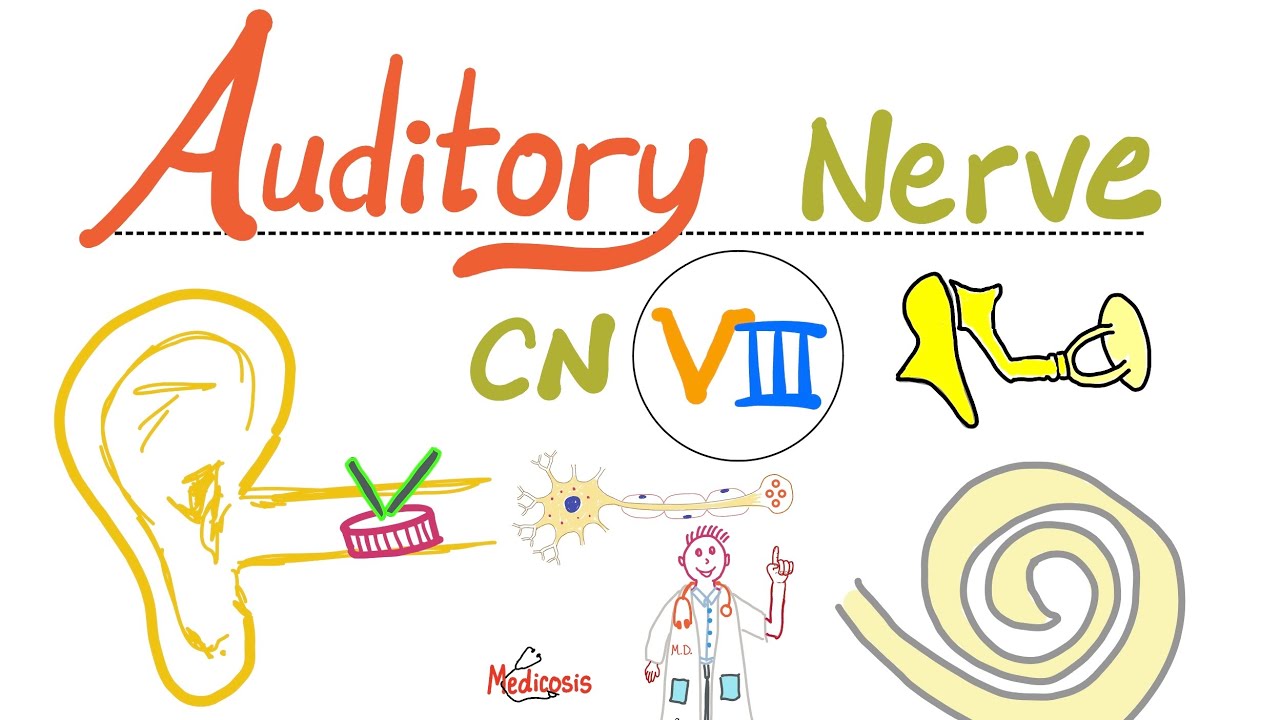 Auditory Nerve (Vestibulocochlear or Stato-acoustic) - 8th Cranial ...