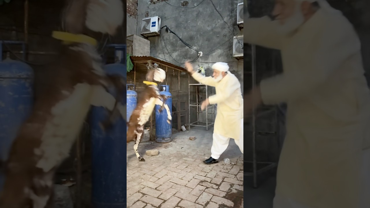 Highest goat jump🔥 ️ #goat #goatfarming #pets #petlover #bakra #jump # ...