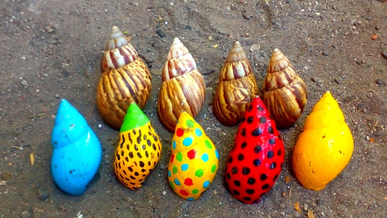Menemukan siput warna warni , bekicot , keongmas , siput albino , siput ...