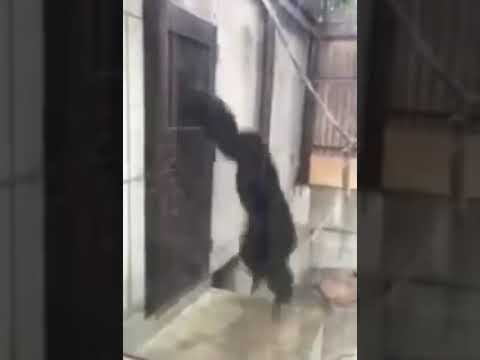 Funny monkey knocking on the door - YouTube