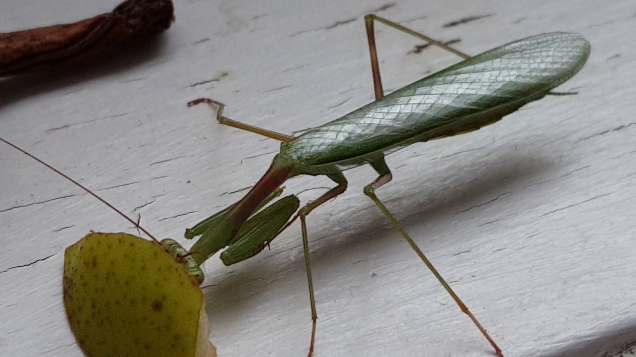 Grasshopper eating fruit - YouTube