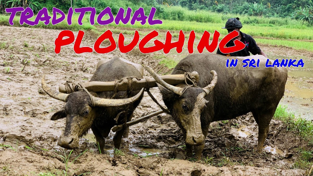 How to plough paddy fields in traditional way | Amazing Sri Lanka 🇱🇰 ...