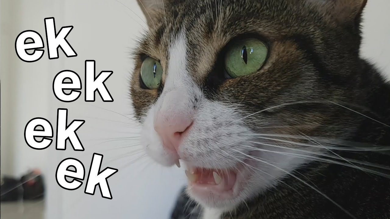 Cat sending Morse code to a bird - YouTube