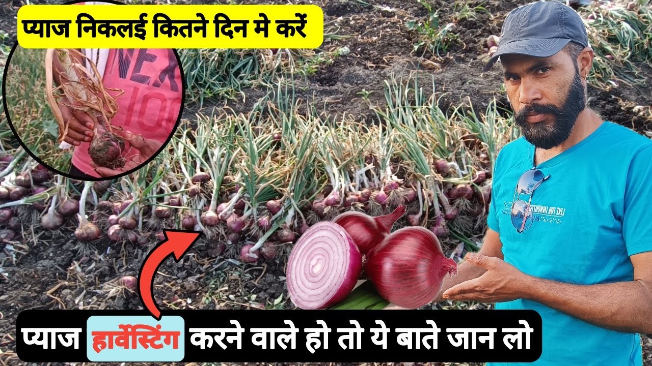 Pyaj Harvesting kb kre | प्याज निकालने मे इन बातो रखना ध्यान | #pyaj # ...