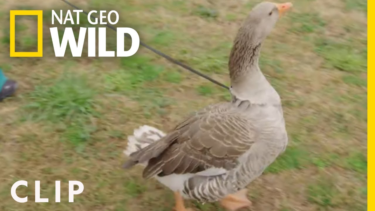 A Grumpy Goose Gets a Spa Treatment | Critter Fixers: Country Vets ...