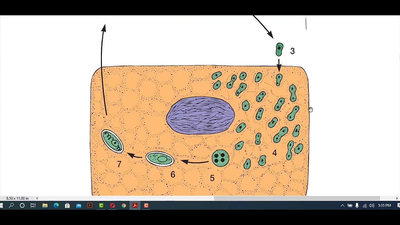 Ch 8 Lec# 7: Phylum Microspora, Acetospora and Myxozoa + Ciliophora ...