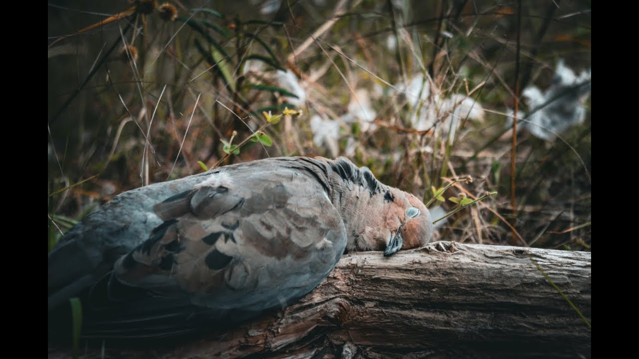 Easiest way to clean a dove! | Dove cleaning 101 - YouTube